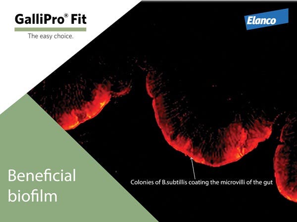 Bacterial beneficial biofilms are key for poultry probiotics